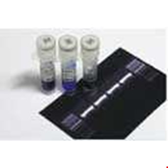 Jual DNA Labeling and Modification oleh PT. Bioenzy Indonesia