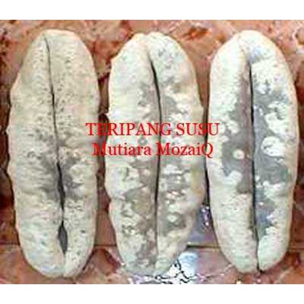 Jual Teripang susu putih oleh CV. Citra Maritim Persada