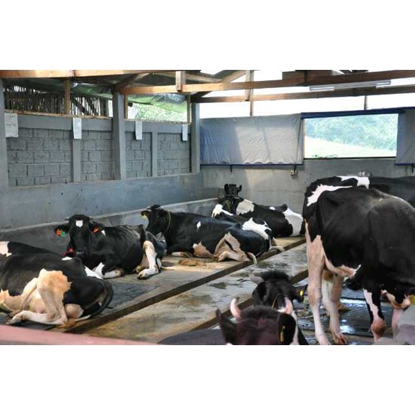 Jual Susu Sapi Murni Segar & Siap Minum ( Pasteurisasi) oleh PT ...