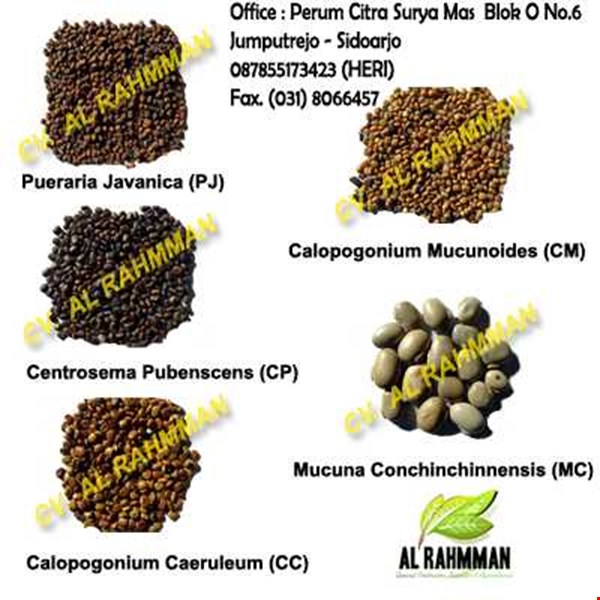 Jual Kacang-Kacangan, Biji-bijian, Tanaman Penutup Tanah, Cover Crop ...