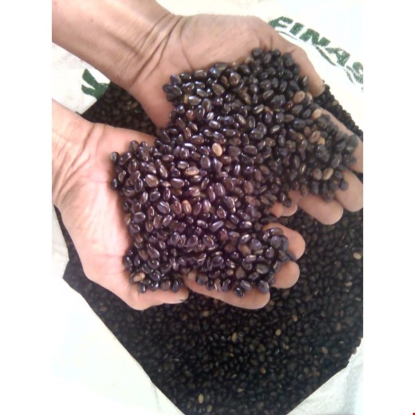 Jual Cover Crops Kacangan PJ, CM, MB, CP, CRJ oleh PT. Agro Dahlia ...