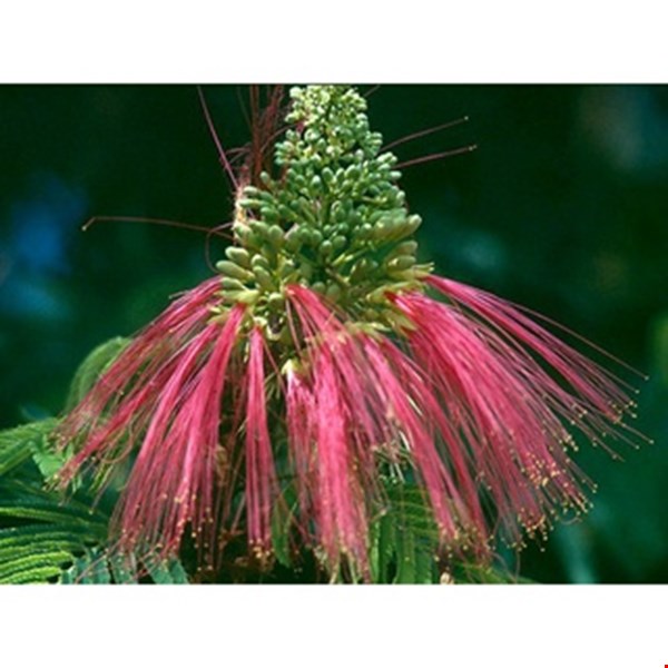 Jual Madu murni bunga Kaliandra Merah dan Putih 600ml apis Melifera ...