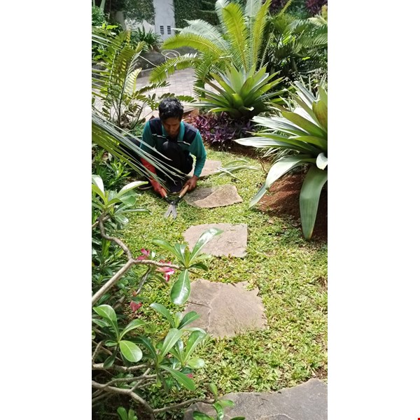 Jual Perawatan taman memangkas tanaman rumput di perumahan Cinere 10/5 ...