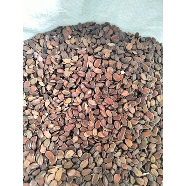 Jual Benih Bibit Pohon Lamtoro (Leucaena leucocephala) oleh UD.Tani Jaya