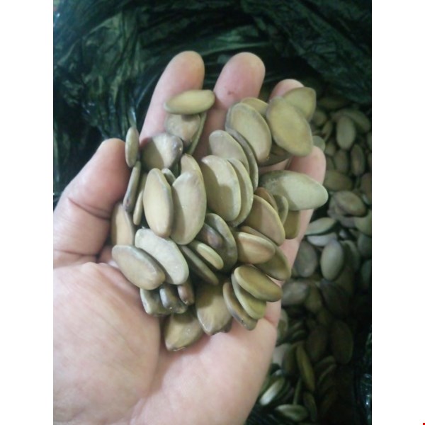 Jual Benih Pohon solobium parahyba (Pohon Pakis) oleh UD.Tani Jaya