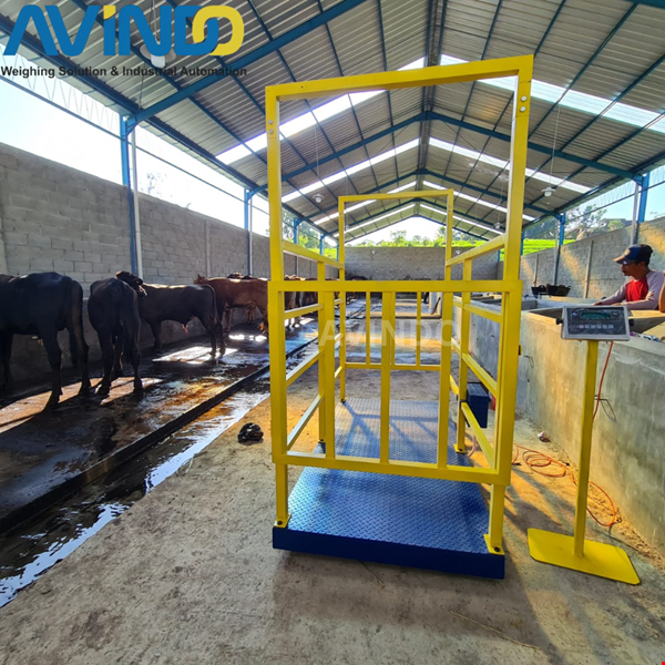 Jual Timbangan Hewan Sapi SABB oleh CV. Avodamitra Indotech