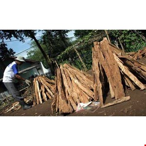 Jual Kayu Log dari Supplier Terlengkap - Agustus 2025 | Indonetwork
