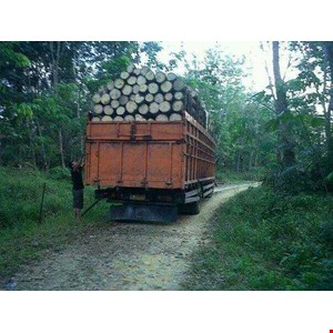 Jual Kayu Log dari Supplier Terlengkap - Agustus 2025 | Indonetwork