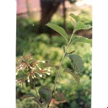 Jual keci beling Jawa Timur - suwarto farm | Indonetwork