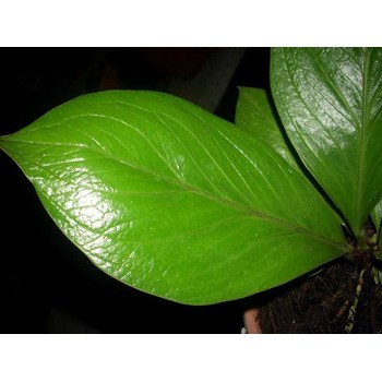 Jual Split Cobra Catalog D7 Jawa Tengah - Inn Flowers Nursery | Indonetwork