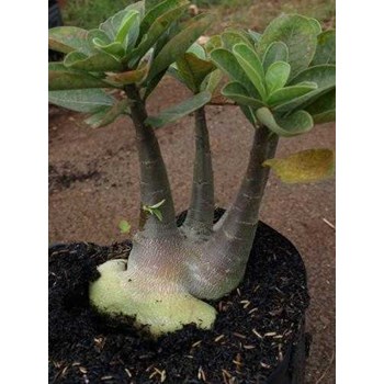 Jual Adenium Arabicum Black Giant / Black Knight Banten - Adenium ...