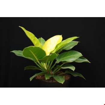 Jual Philo Moonlight Jawa Barat - Pondok Bunga Nursery | Indonetwork