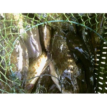 Jual Ikan Kerapu Hitam/Macan Kepulauan Riau - kerambagrapu | Indonetwork