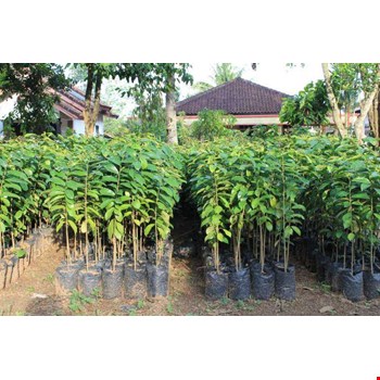 Jual Tersedia Bibit Kayu kayuan tanaman hutan seperti Mohoni, Medang ...