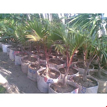 Jual palem botol Sulawesi Selatan - taman ary gasebo | Indonetwork