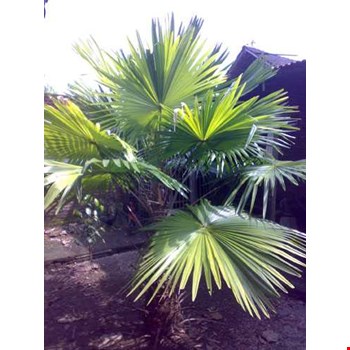 Jual palm sadeng variegata Jawa Timur - uri florist | Indonetwork