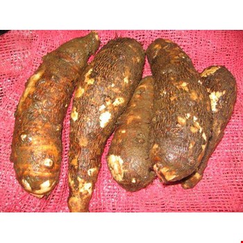 Jual TALAS / MBOTE Jawa Tengah - UD. Manteb Lancar | Indonetwork