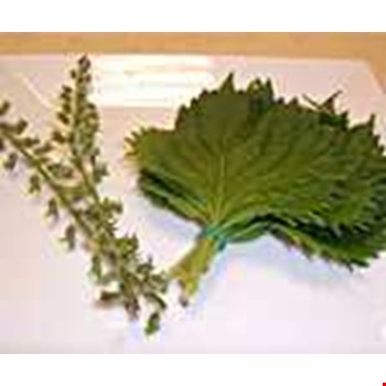 Jual Daun Ohba Banten - Supplier Sayur sayuran | Indonetwork