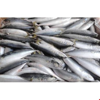 Jual ikan layang slengseng ( mackerel) Jawa Timur - perchlet indonesia ...