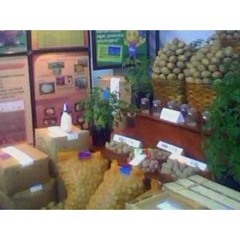 Jual Benih kentang bersertifikat Jawa Barat - Central Agro | Indonetwork