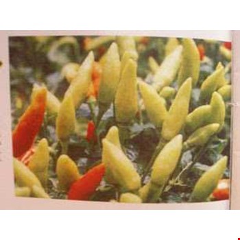 Jual Benih Cabe Cakra Putih Jawa Timur - Toko Pertanian ZAC Seed ...