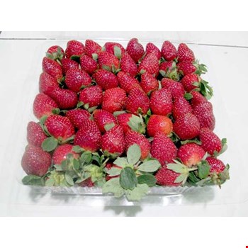 Jual Strawberry Organic kemasan 1kg DKI Jakarta - KARUNIA JUICE ...