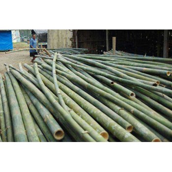 Jual Bambu Proyek bangunan DKI Jakarta - CV. AGUNG MITRA MULYA ...