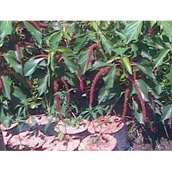 Jual RED HOT CATTAIL ~ ACALYPHA HISPIDA BURM.F ~ Indonesian Tanaman ...