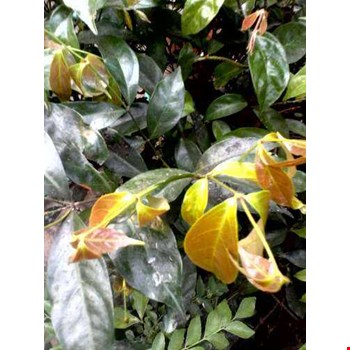 Jual Parameria laevigata ~ Parameria barbata Schum ~ Indonesian Kayu ...