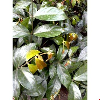 Jual KAYU RAPAT ~ Parameria laevigata ~ Parameria barbata Schum ...