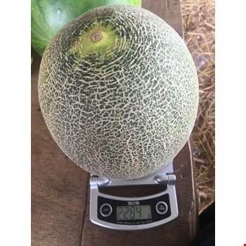 Jual Melon Sky Rocket Jawa Timur - CV. Ultima Jaya Holdings | Indonetwork
