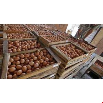 Jual Telur Ayam Ras Jawa Barat - PT SAHABAT MULTI ARTHA | Indonetwork