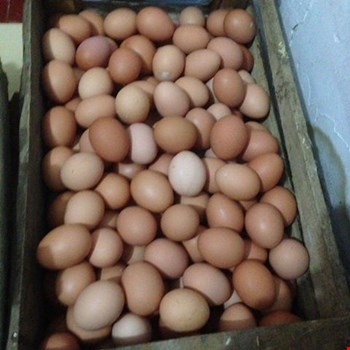 Jual TELUR AYAM RAS Kalimantan Timur - PT. ANEKA MAJU BERSAMA | Indonetwork