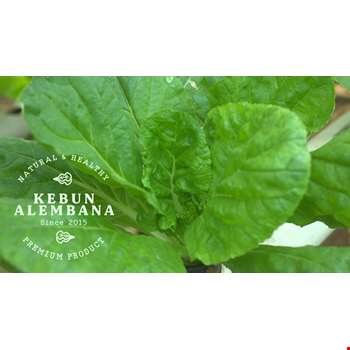 Jual Sawi Keriting/Samhong, Sayur Hidroponik (250 gram) Banten - PT ...