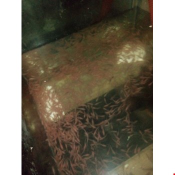 Jual Patin Albino Ukuran Benih / Bibit Jawa Barat - Teratai Sepuluh ...