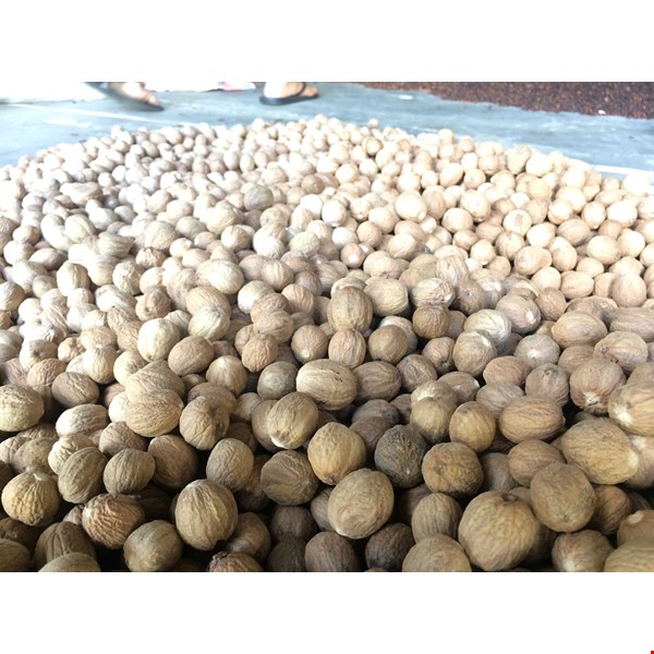 Biji pala Nutmeg ABCD Grade oleh CV Alam Mas di Ambon