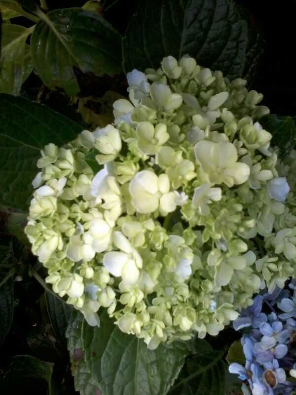 Jual MOPHEAD HYDRANGEA ~ HYDRANGEAE MACROPHYLLA ~ HORTENSIA ~ HYDRANGEA ...