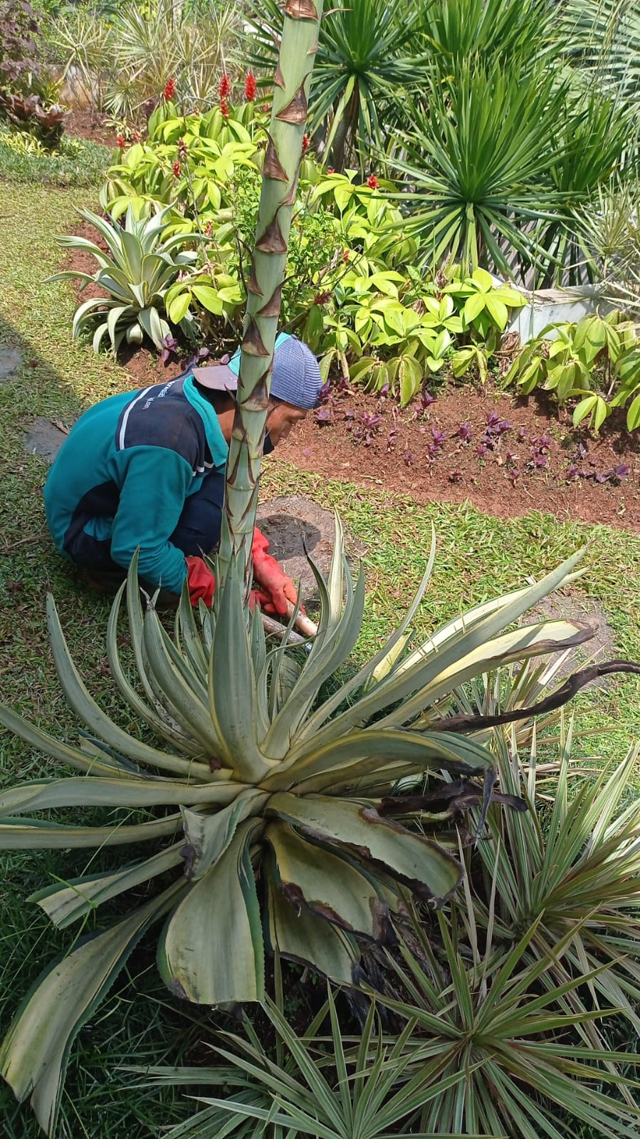 Jual Perawatan taman memangkas rumput di perumahan Cinere 10/01/2023 ...