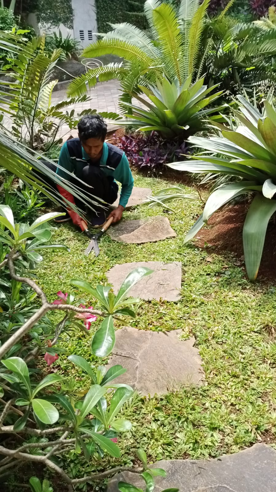 Jual Perawatan taman memangkas tanaman rumput di perumahan Cinere 10/5 ...